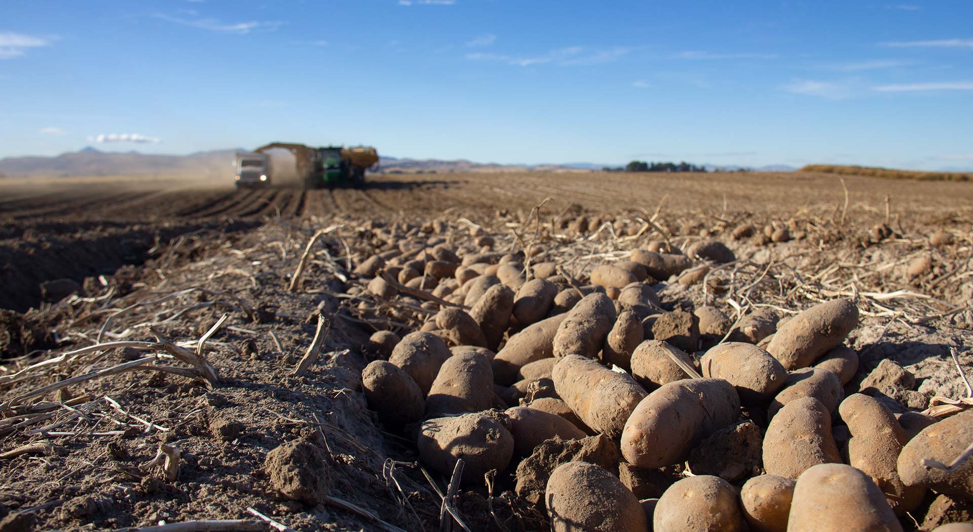 Harvest More Potatoes at Once with Double L's High-Capacity Harvester